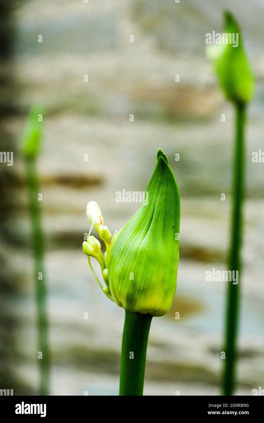 Lily drop early flowering, Liais Park, Cherbourg, Manche department ...