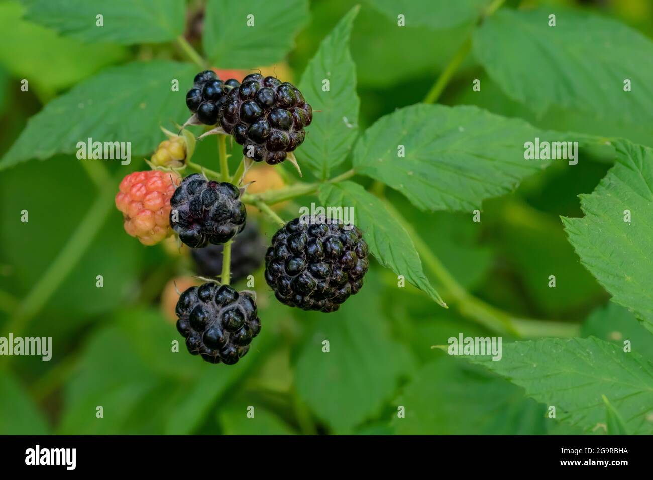 Black Raspberry, Rubus occidentalis, growing wild in Battle Creek ...