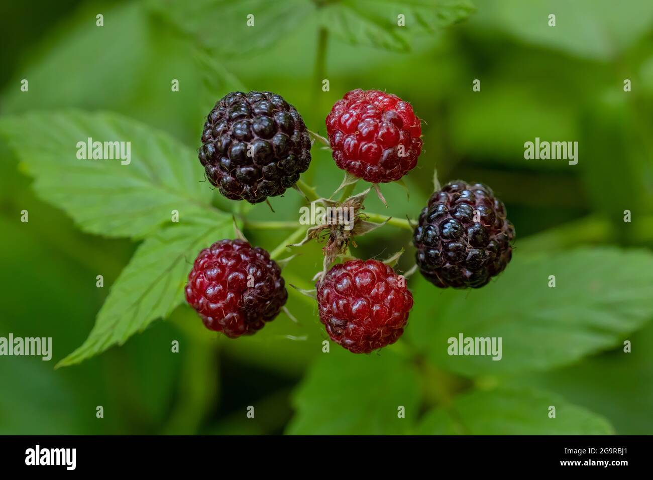 Battle Creek Michigan High Resolution Stock Photography and Images - Alamy