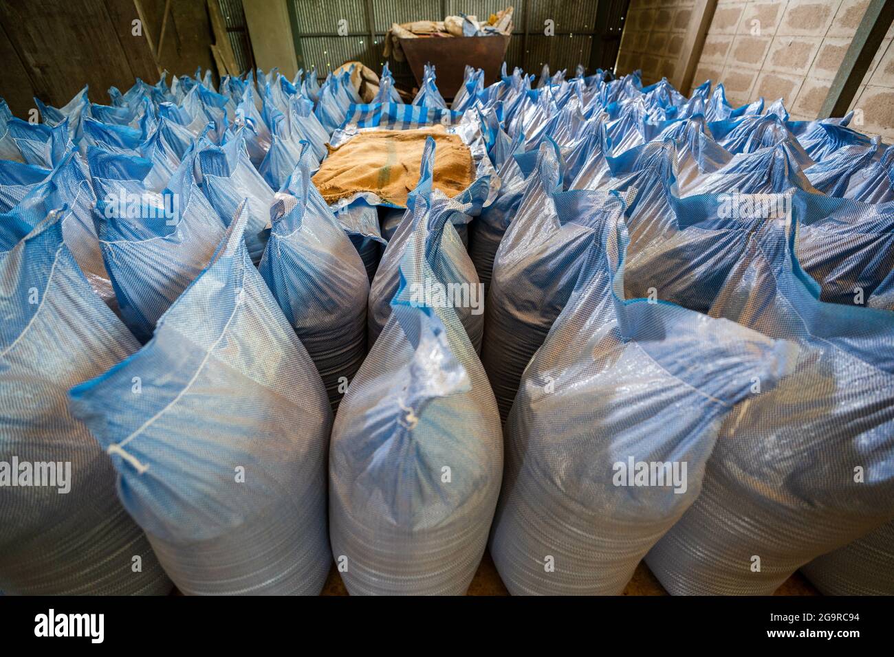 Closeup of rows of sacks of rice at a storage facility Stock Photo - Alamy