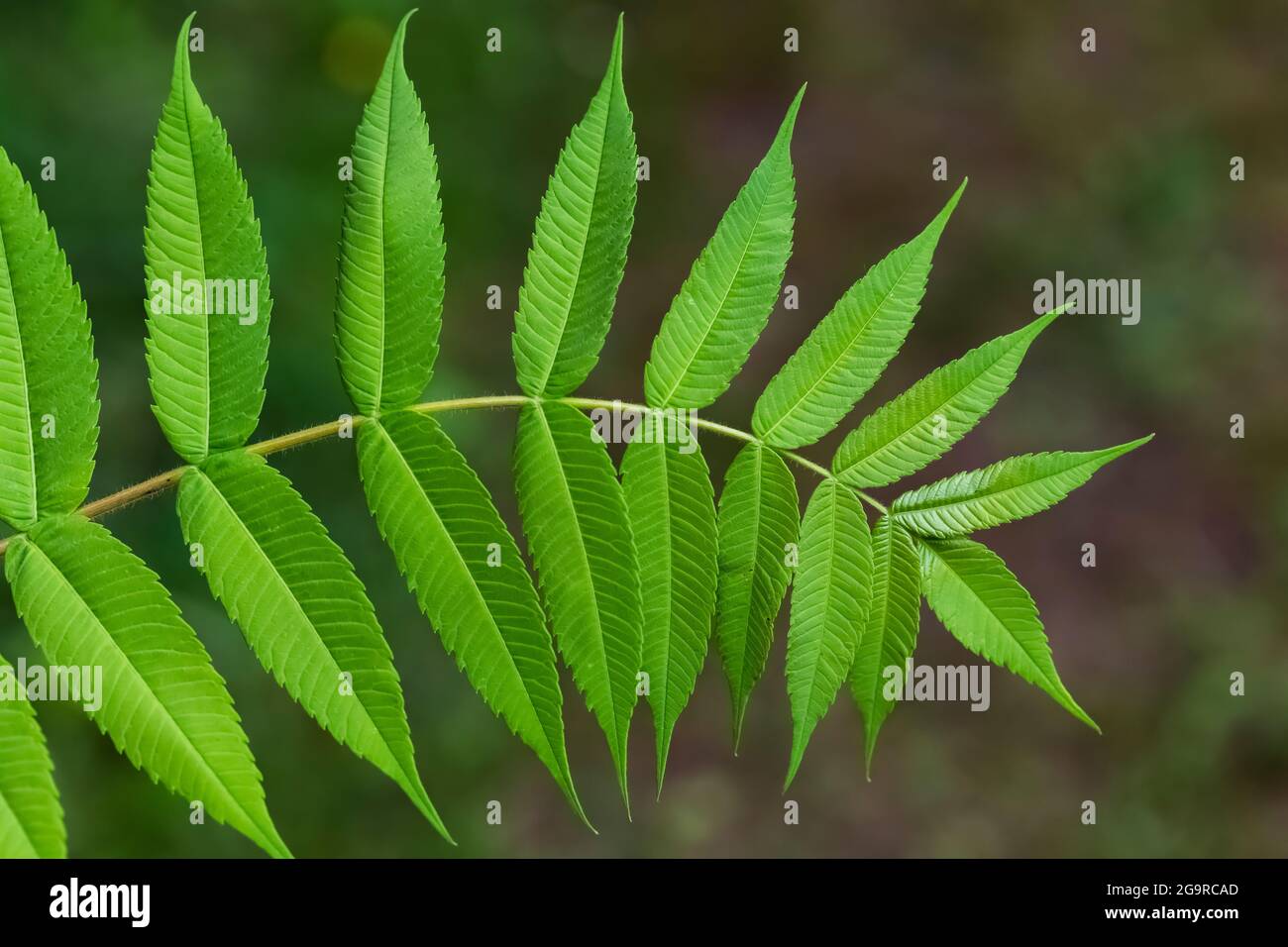 Williamston michigan hi-res stock photography and images - Alamy