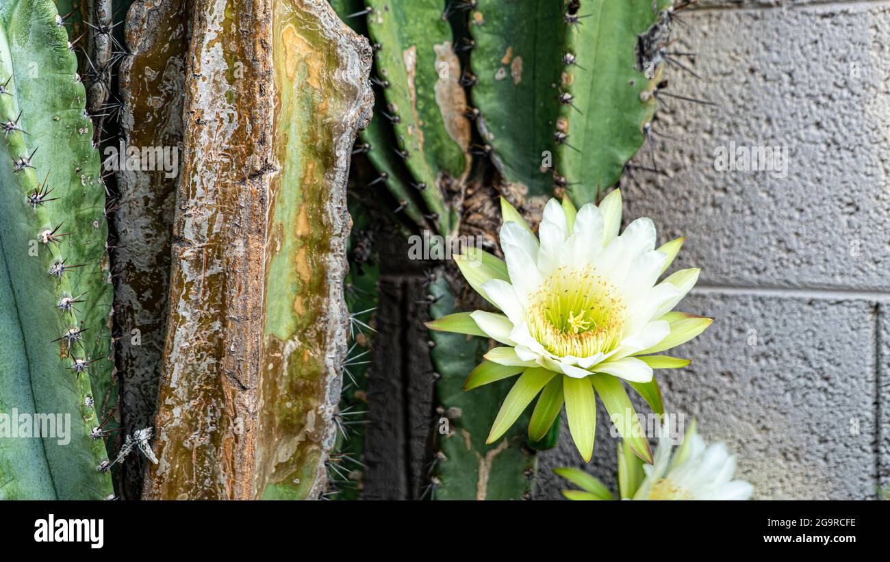 Cactus flower blooming in the early morning Stock Photo - Alamy
