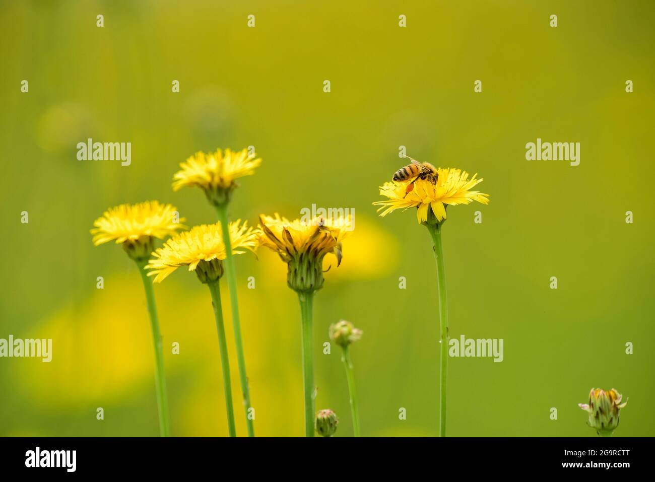 Wild flora, flowers in spring in the Pampas landscape, La Pampa ...