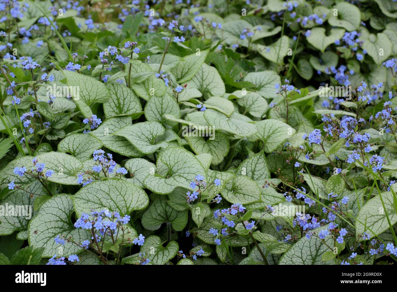 Frost border hi-res stock photography and images - Alamy