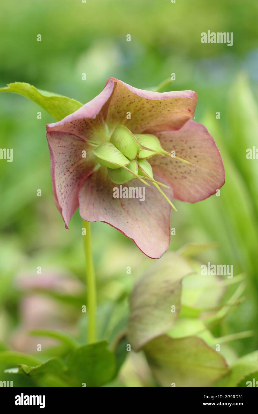 Spring border hellebores hi-res stock photography and images - Alamy