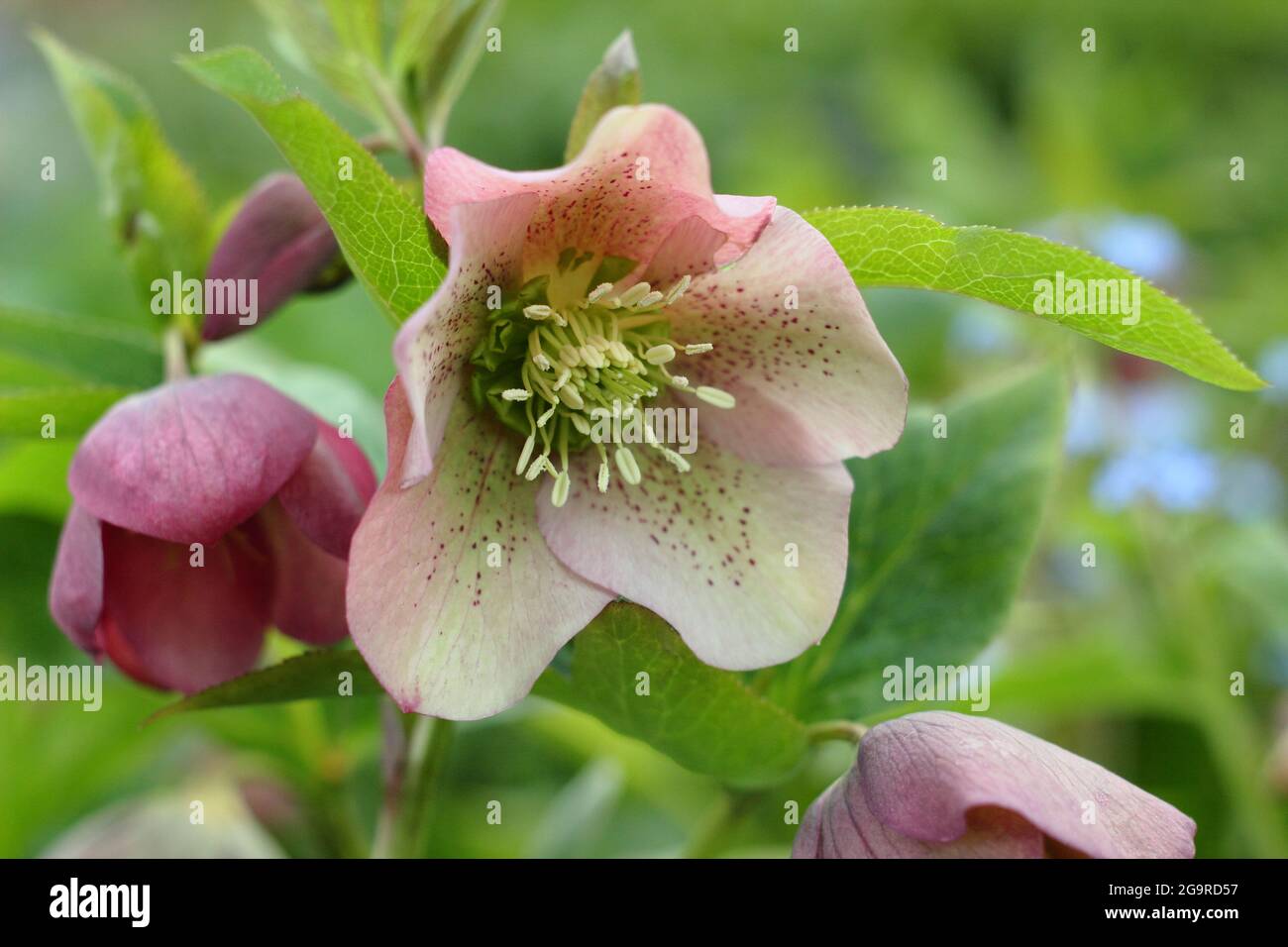 Spring border hellebores hi-res stock photography and images - Alamy