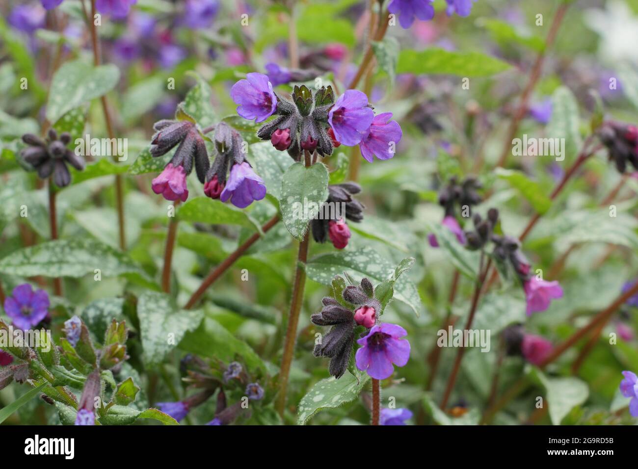 Pulmonaria Saccharata