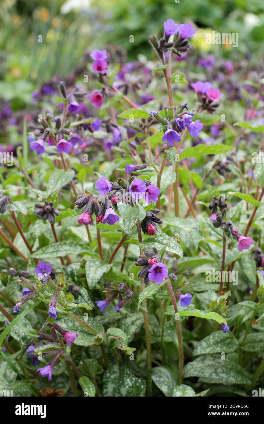 Pulmonaria saccharata 'Majeste' lungwort flowers in a spring border. UK ...