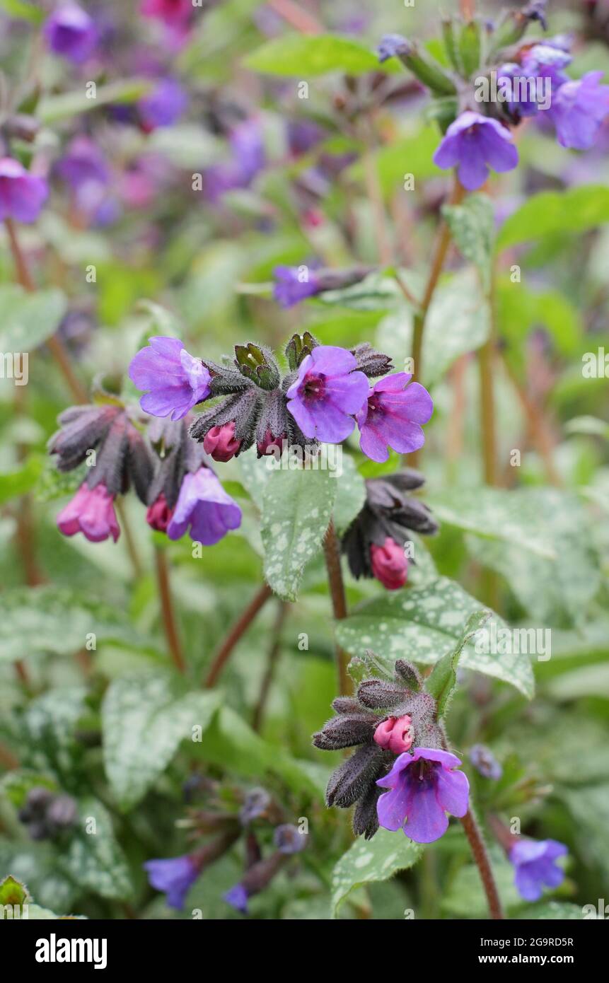 Pulmonaria saccharata 'Majeste' lungwort flowers in a spring border. UK ...