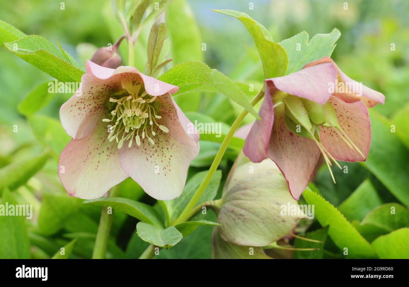 Spring border hellebores hi-res stock photography and images - Alamy