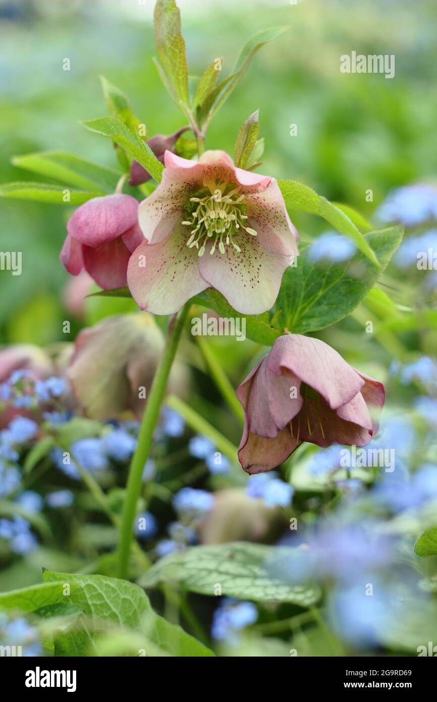 Spring Border Hellebores High Resolution Stock Photography and Images ...