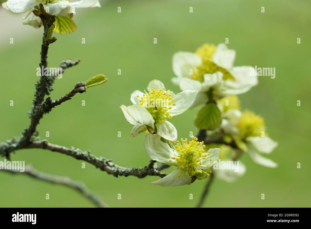 Himalayan flowers hi-res stock photography and images - Alamy