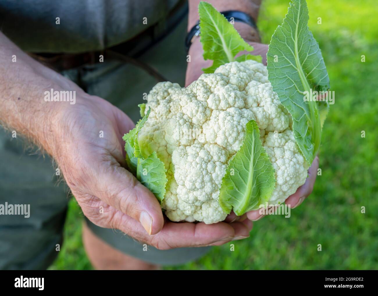 Fresh organic white cauliflower close hi-res stock photography and ...