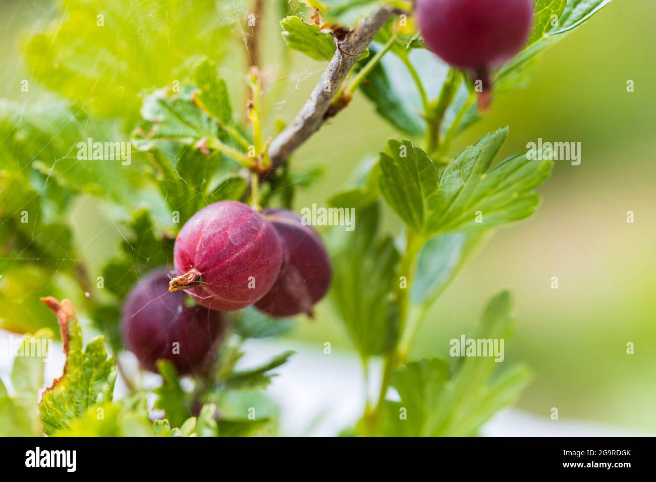 Gooseberry seedling hi-res stock photography and images - Alamy