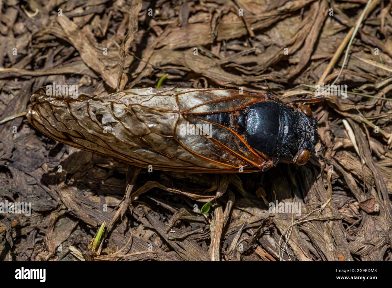 Brood X, a 17-year Cicada, Magicicada sp., emerged in June 2021 in ...
