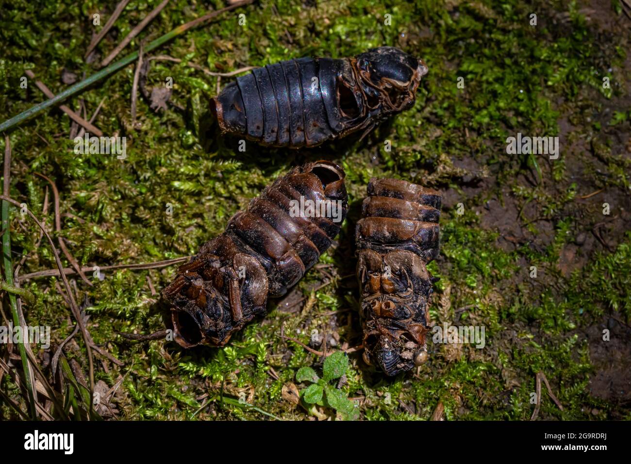 Exoskeletons discarded when the nymphs of Brood X, a 17-year Cicada ... Exoskeletons discarded when the nymphs of Brood X, a 17-year Cicada ...