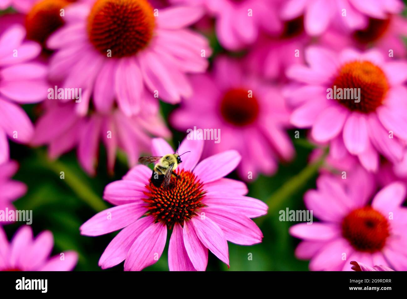 Bumble Bee Pit Stop Stock Photo - Alamy