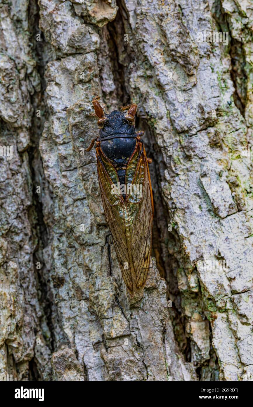 Dead cicada from Brood X, a 17-year Cicada, Magicicada sp., emerged in ...
