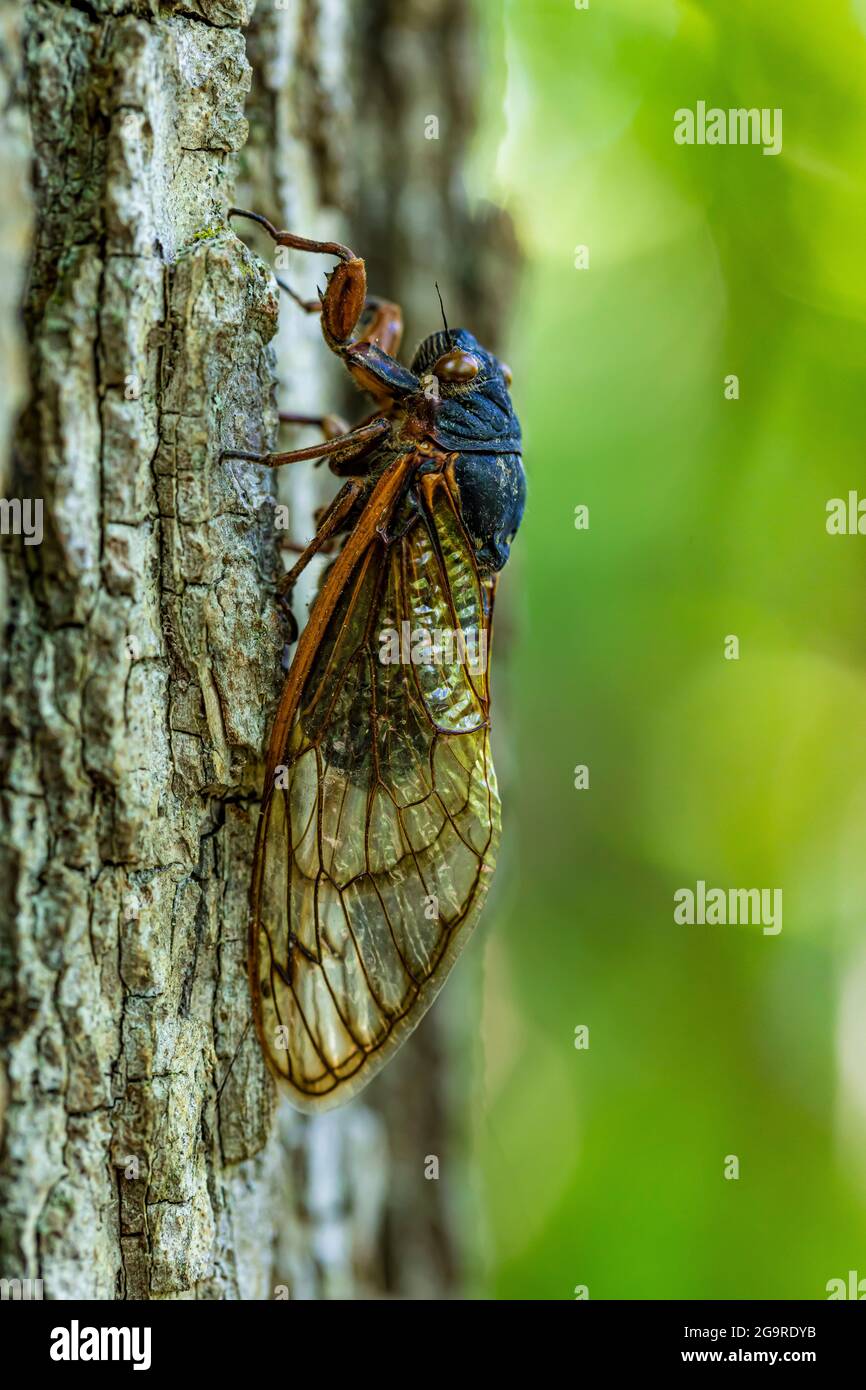 Dead cicada from Brood X, a 17-year Cicada, Magicicada sp., emerged in ...