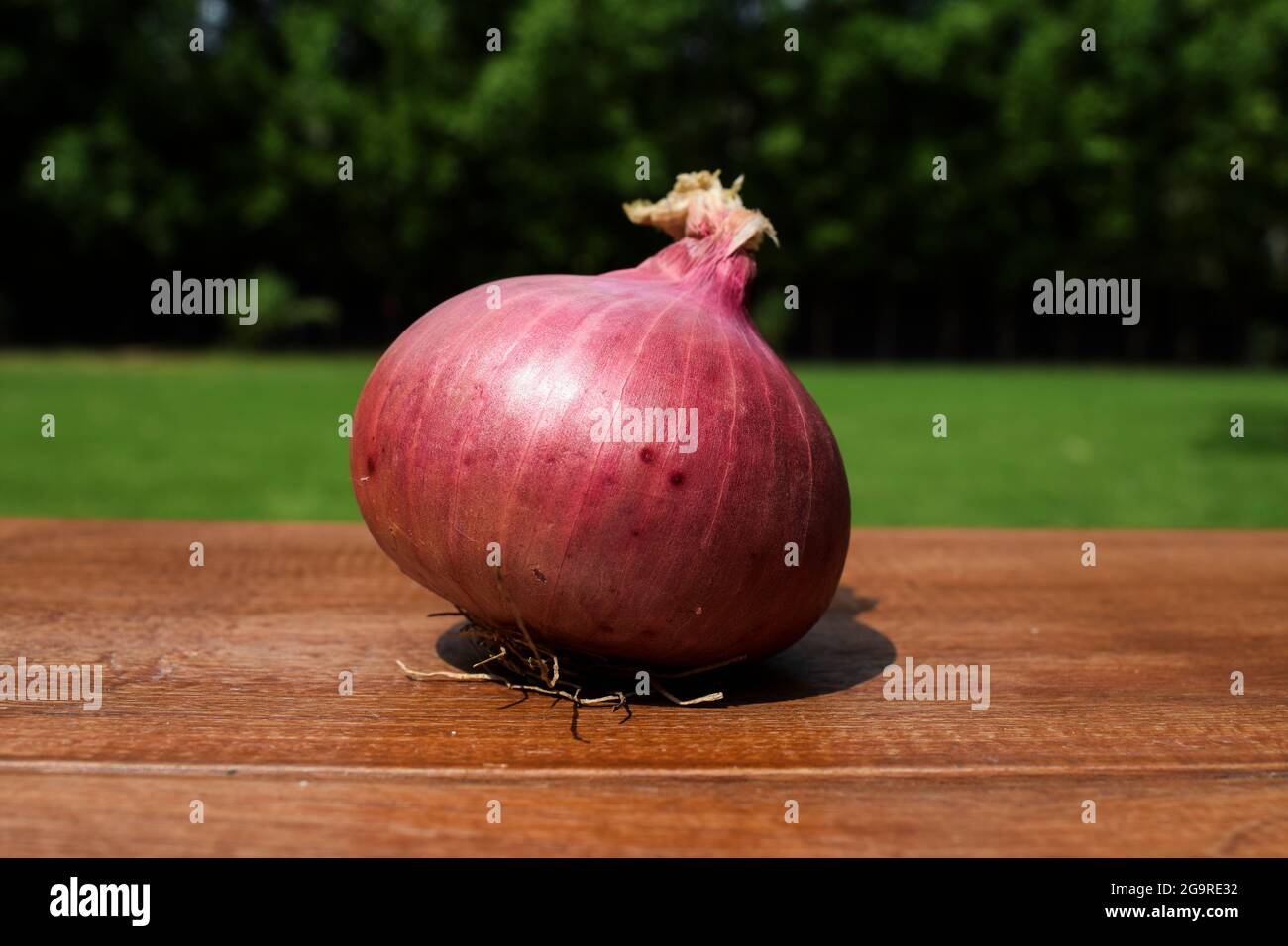 fresh Indian red onion vegetables. Single isolated on table with green ...