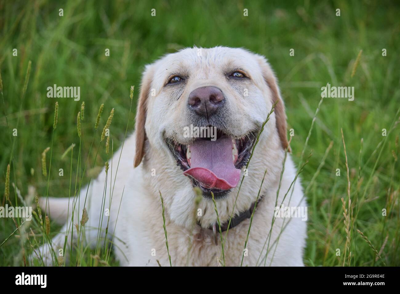 Golden Labrador in river 200721 Stock Photo - Alamy