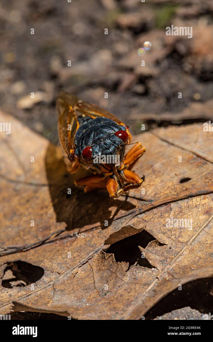 Dead cicada from Brood X, a 17-year Cicada, Magicicada sp., emerged in ... Dead cicada from Brood X, a 17-year Cicada, Magicicada sp., emerged in ...