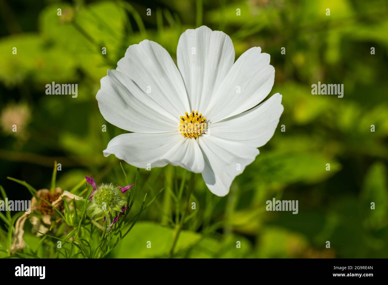 White cosmos flower hi-res stock photography and images - Alamy