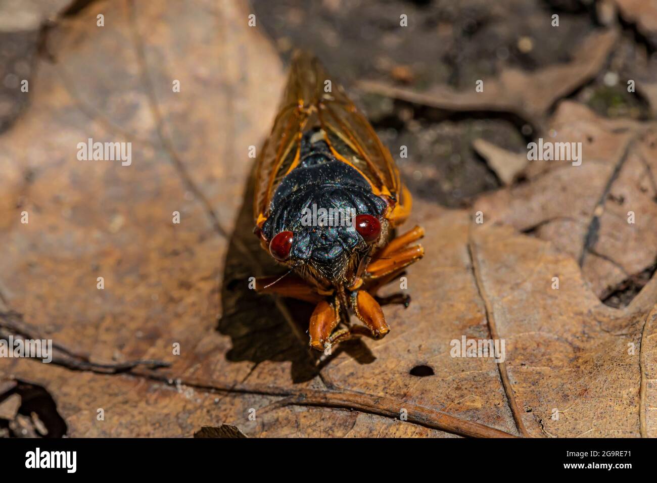 Dead cicada from Brood X, a 17-year Cicada, Magicicada sp., emerged in ...