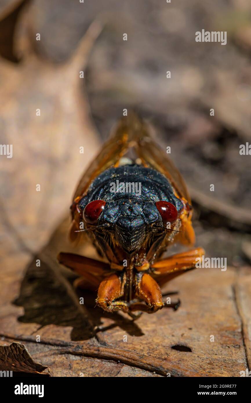 Dead cicada from Brood X, a 17-year Cicada, Magicicada sp., emerged in ...