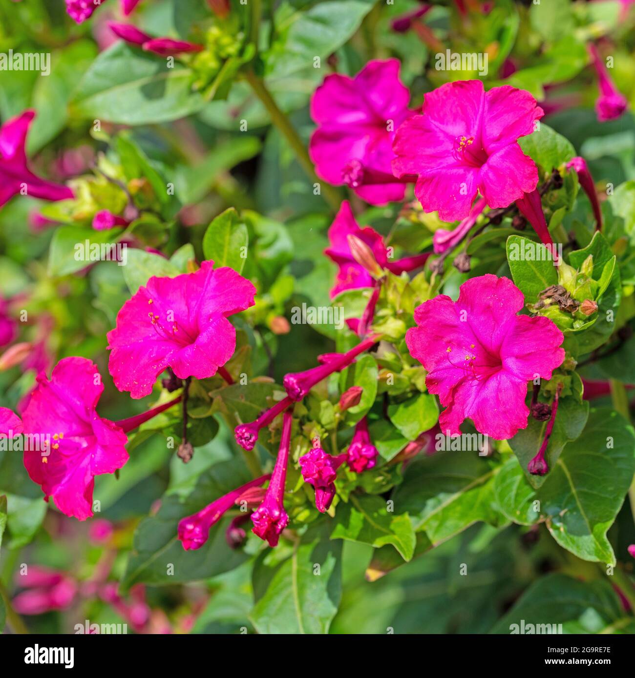 Mirabilis jalapa flower hi-res stock photography and images - Alamy
