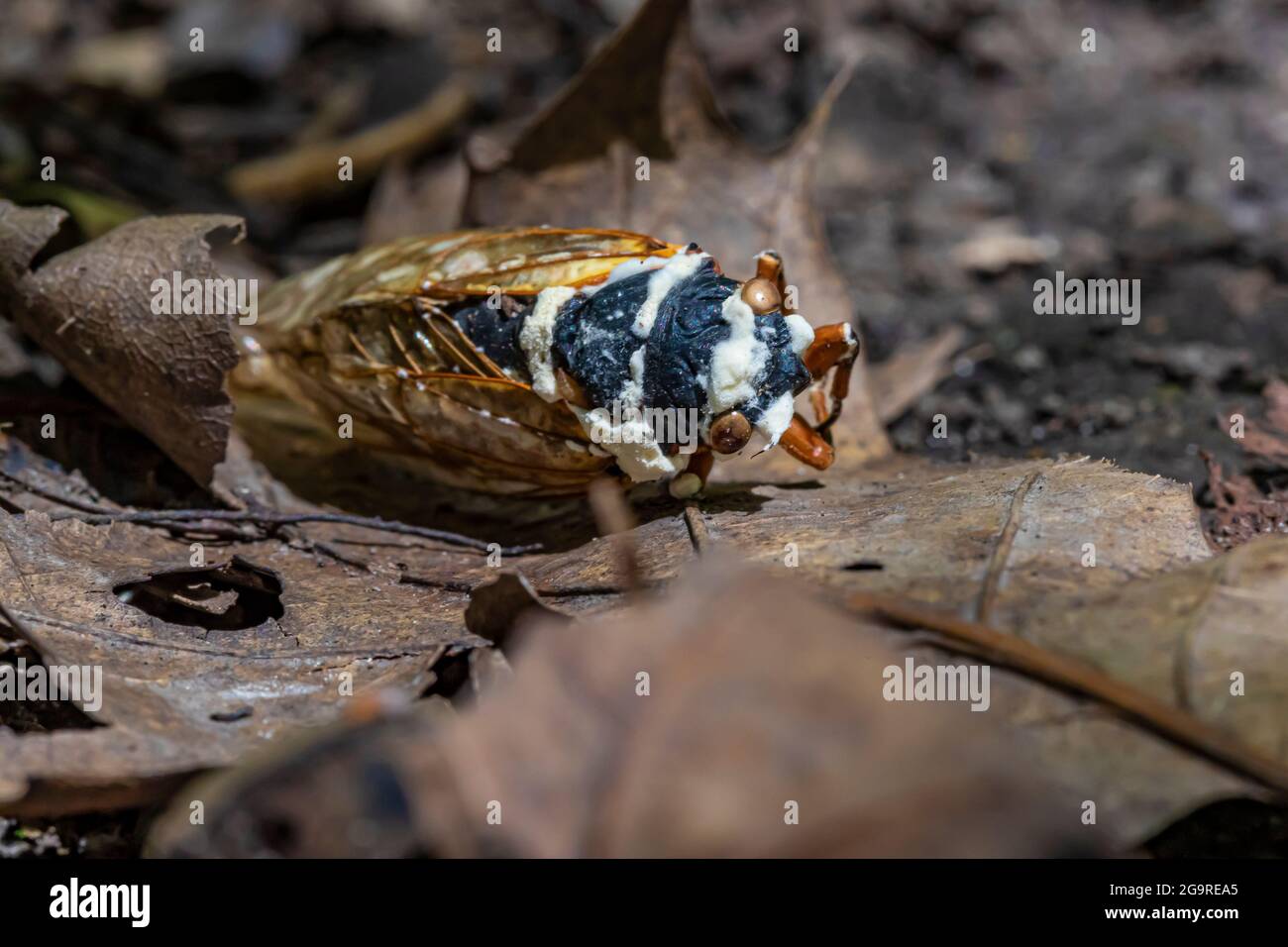 Dead cicada from Brood X, a 17-year Cicada, Magicicada sp., infected ...