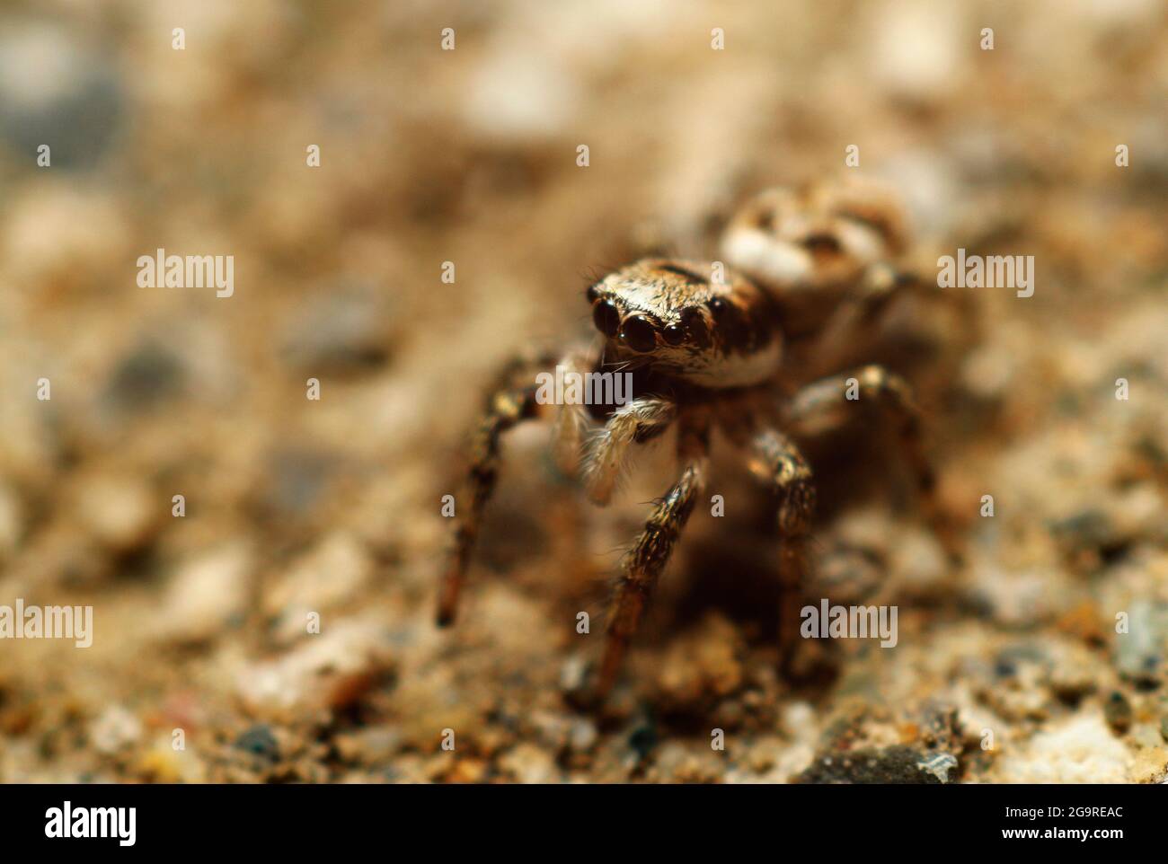 Zebra Jumping Spider Stock Photo - Alamy