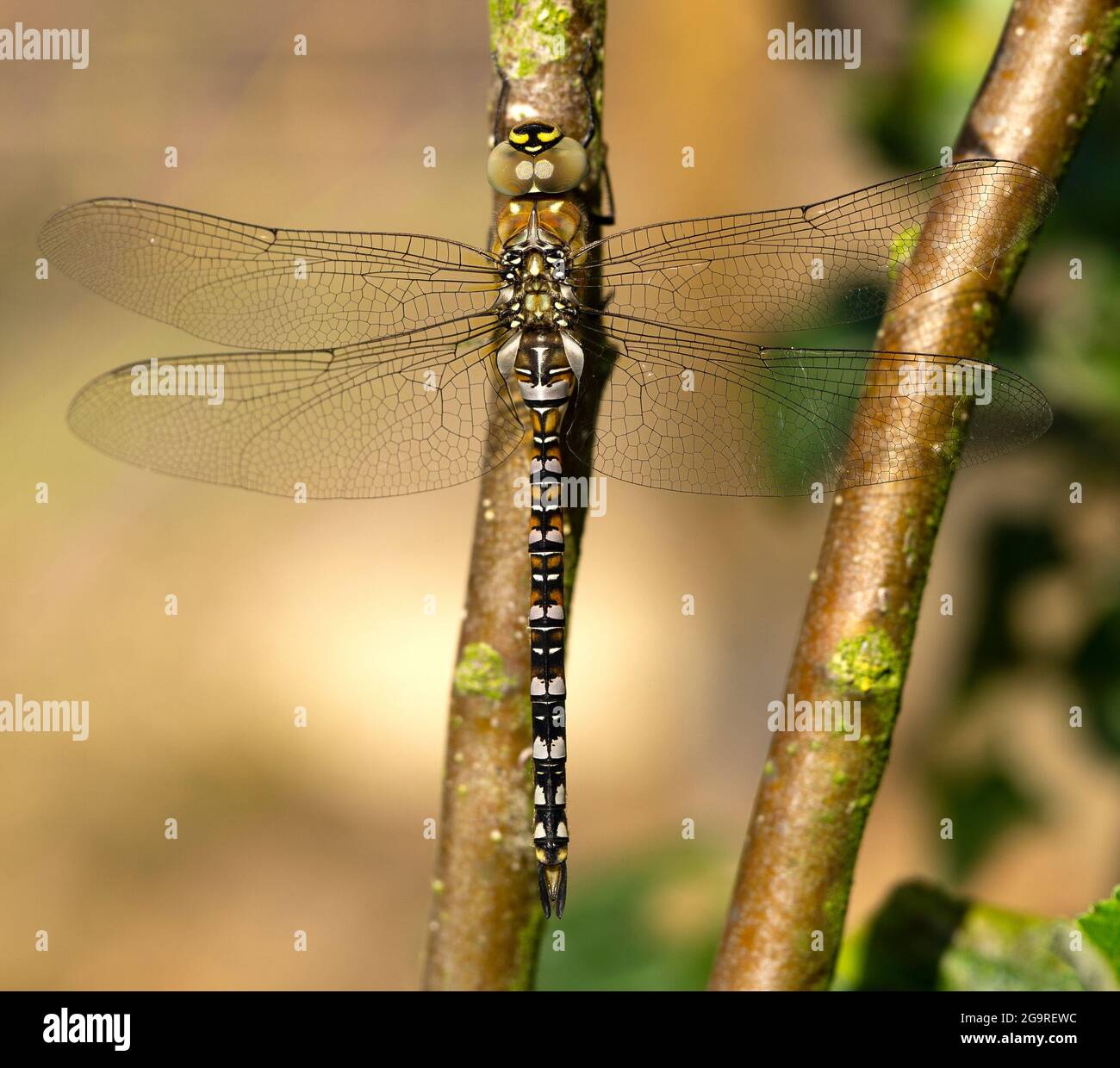 Dragonfly Adult
