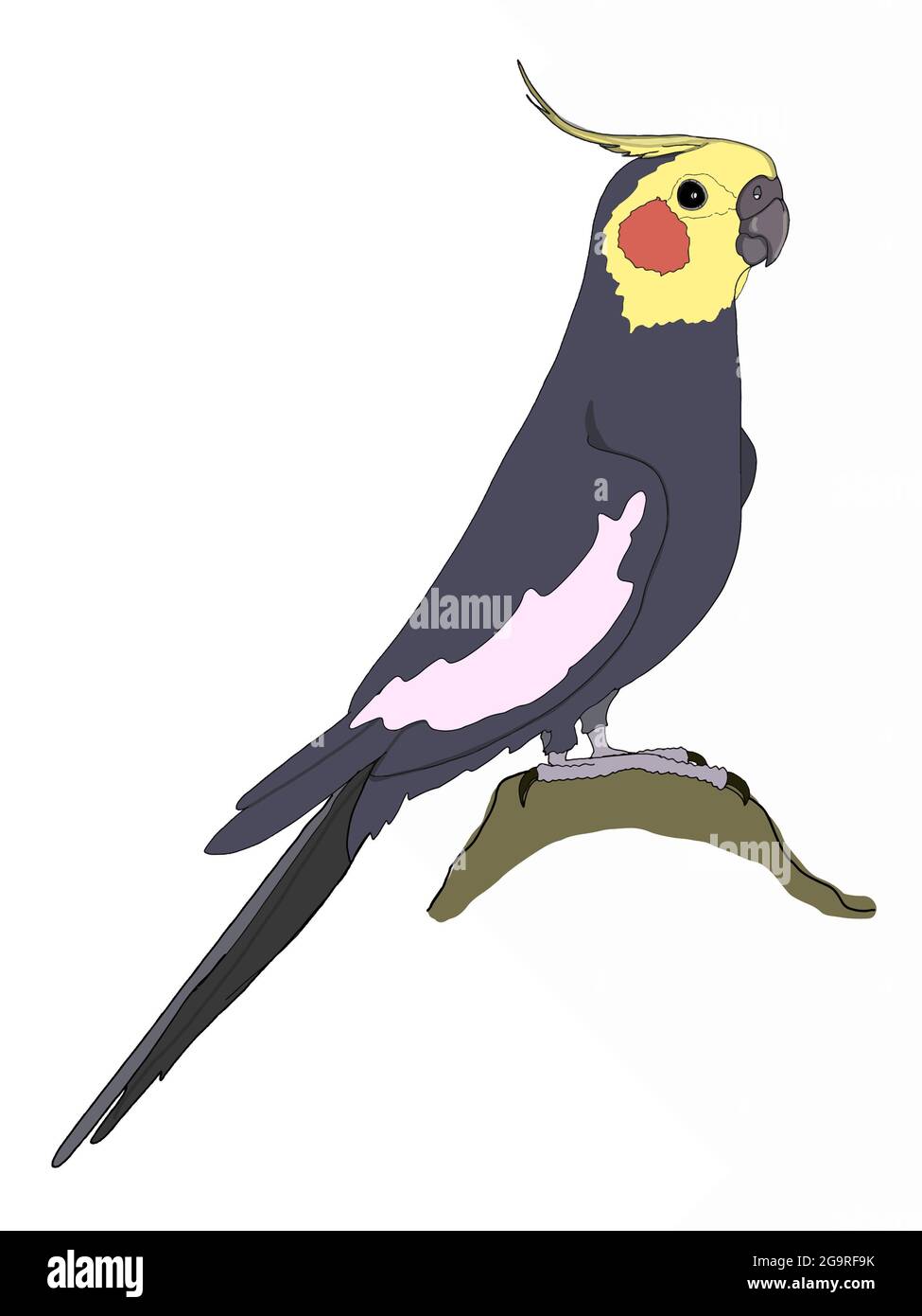 Cartoon ,gray, african parrot illustration Stock Photo - Alamy