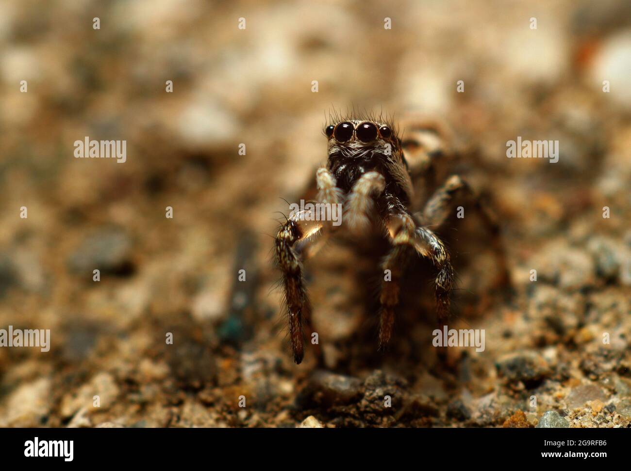 Zebra Jumping Spider Stock Photo - Alamy