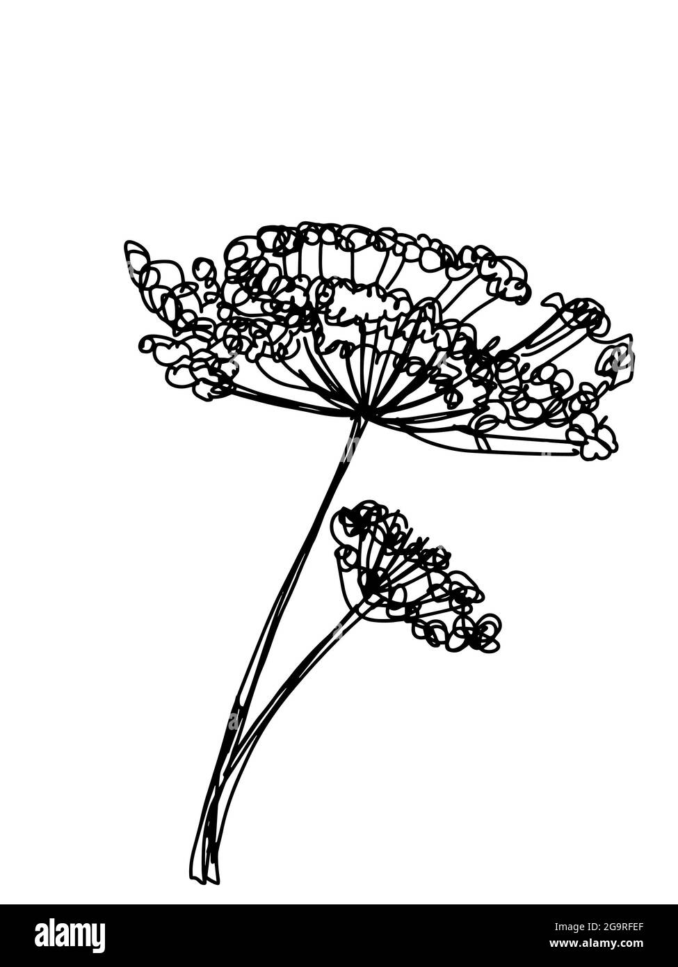 Spring flower , pattern, illustration line drawing Stock Photo - Alamy