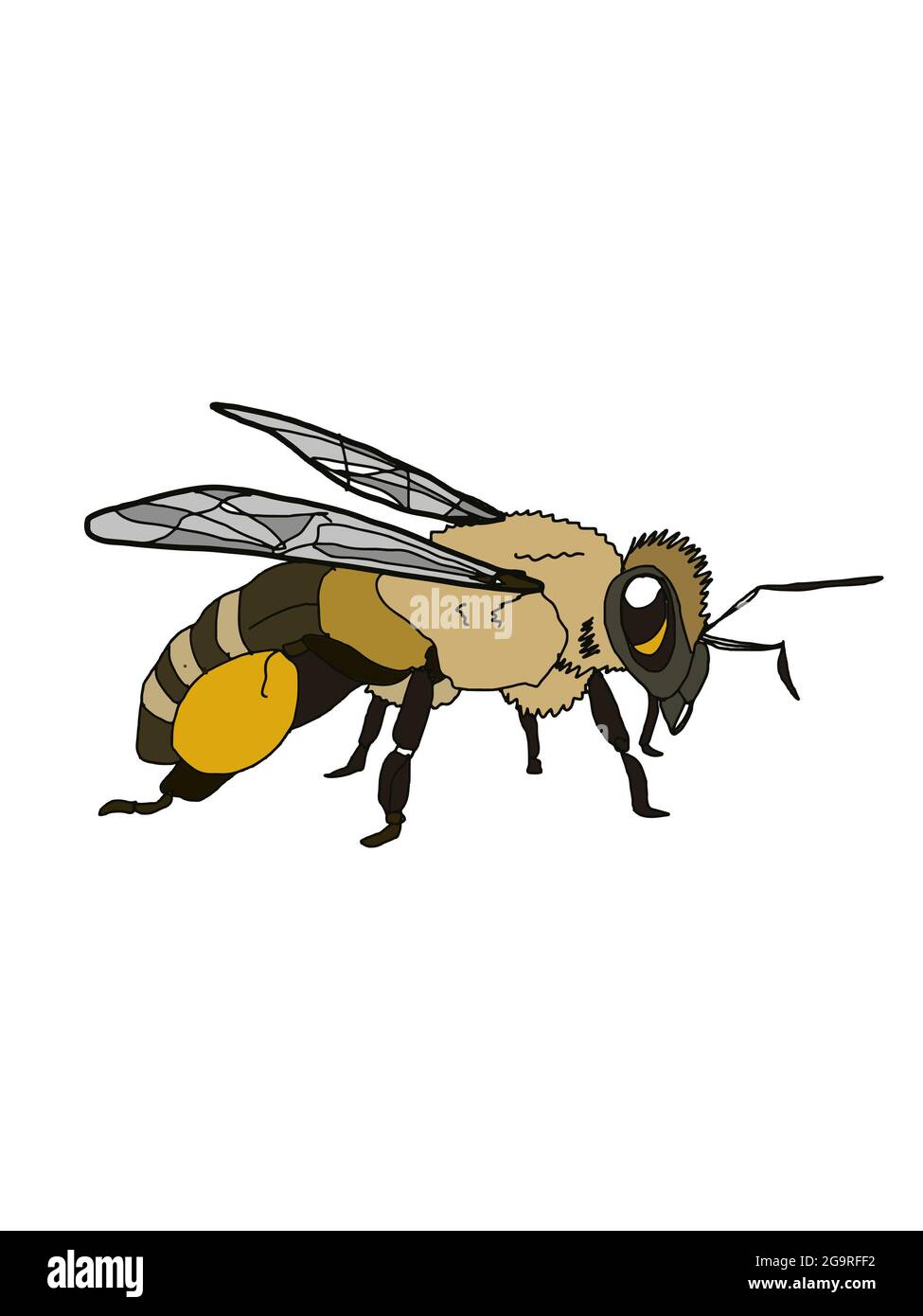 Realistic ,wild and honey bee (mel apes Stock Photo - Alamy