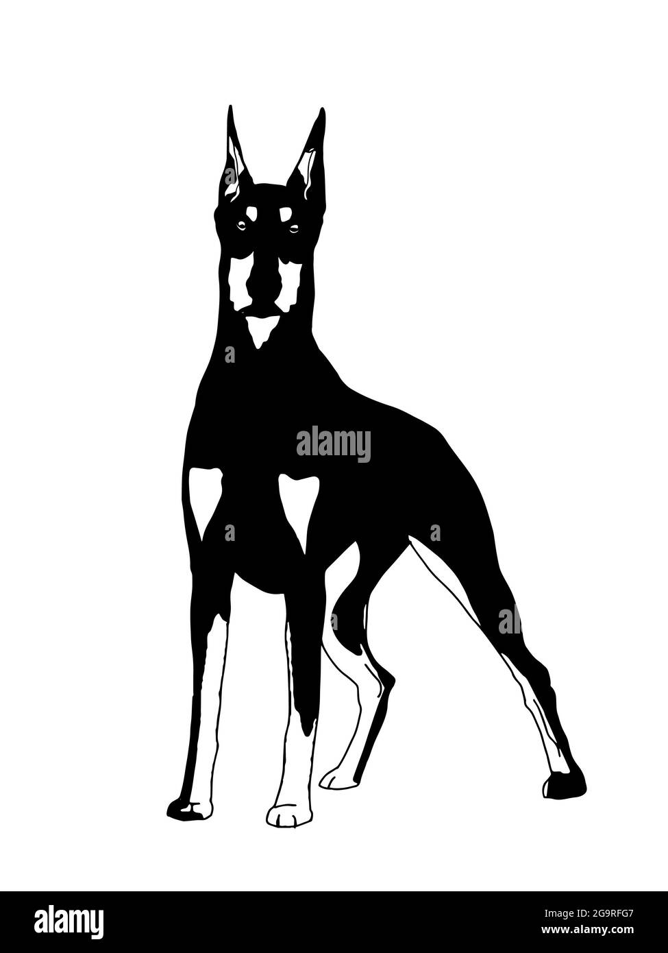 Doberman , pinscher ,realistic drawing,isolated.Black white colors ...