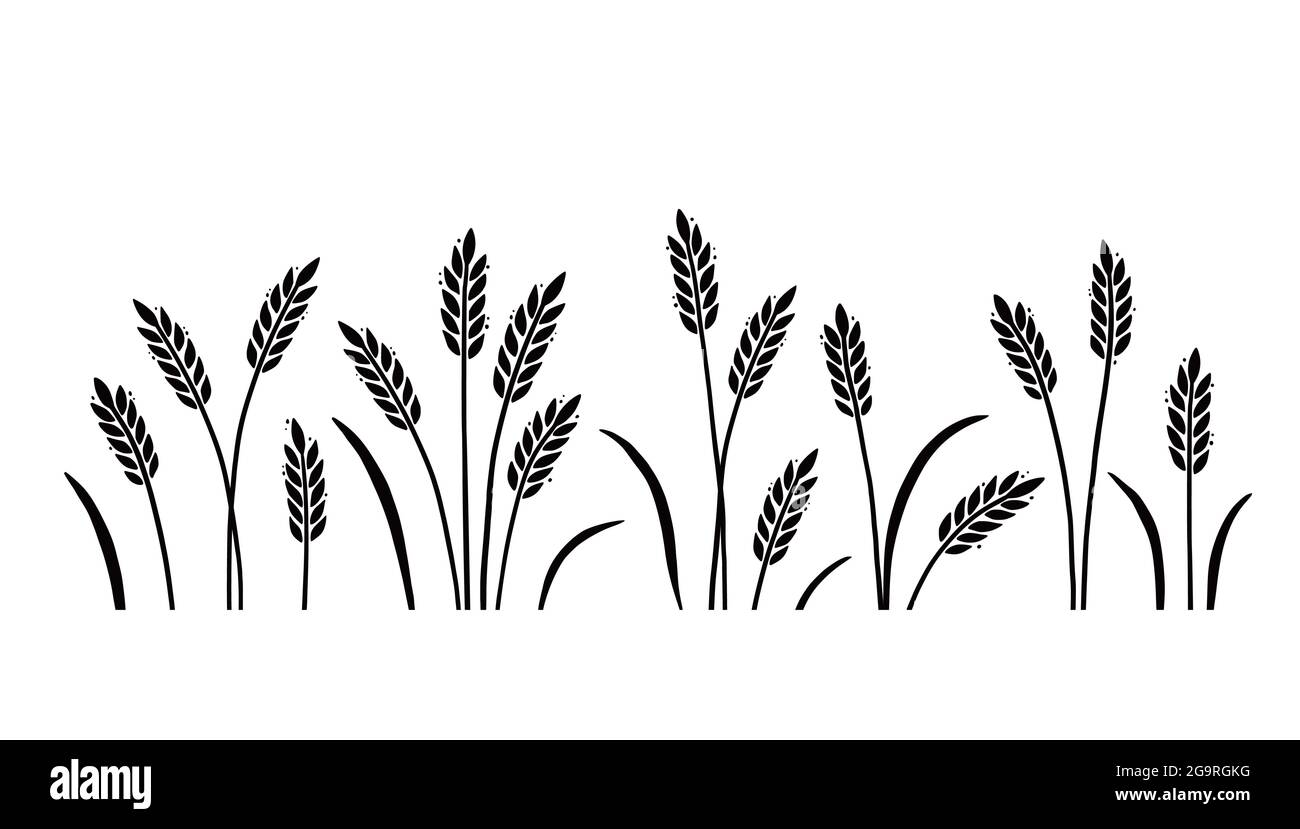 Wheat, barley, field background for oat, cereal. Hand drawn sketch ...