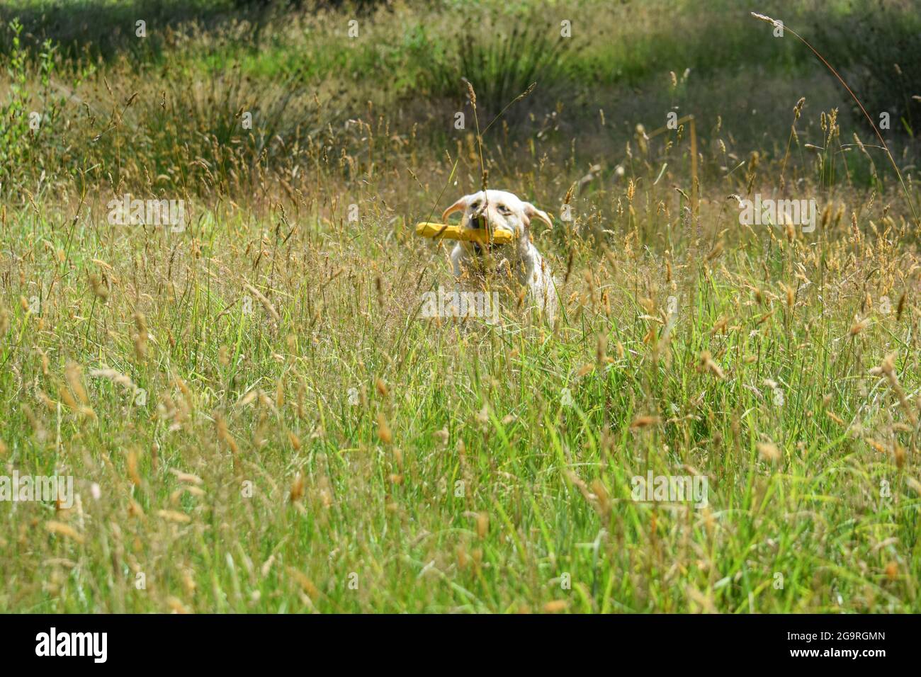Golden Labrador in river 200721 Stock Photo - Alamy