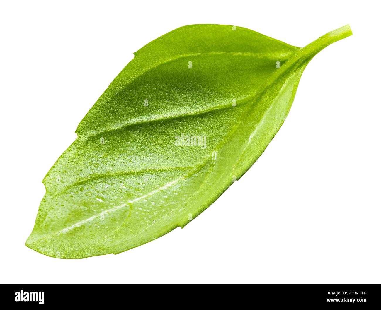 fresh basil leaf isolated on white background Stock Photo - Alamy
