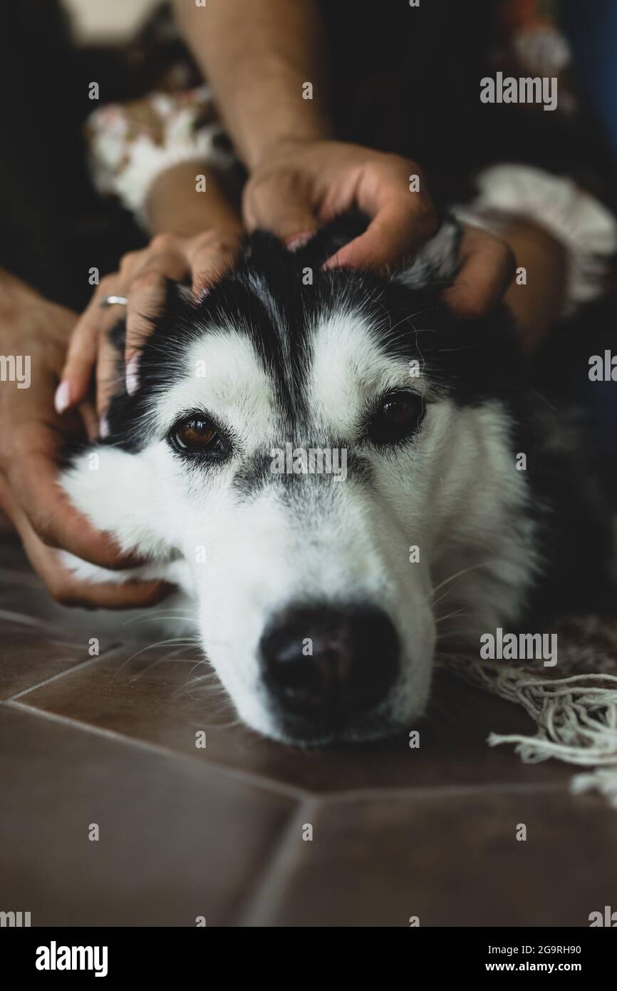 The owners hug a beautiful husky dog Stock Photo - Alamy