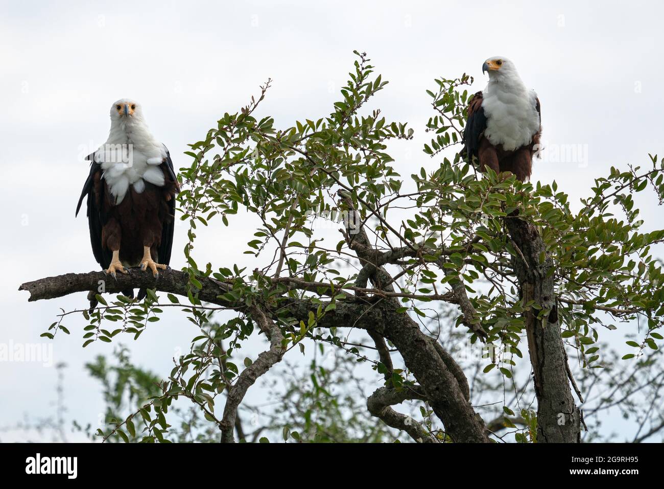 Close up image of african fish eagle haliaeetus vocifer hi-res stock ...
