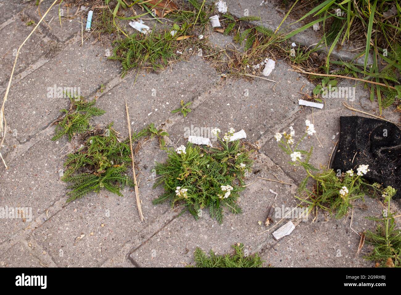 Discarded cigarette butts on the sidewalk closeup Stock Photo - Alamy