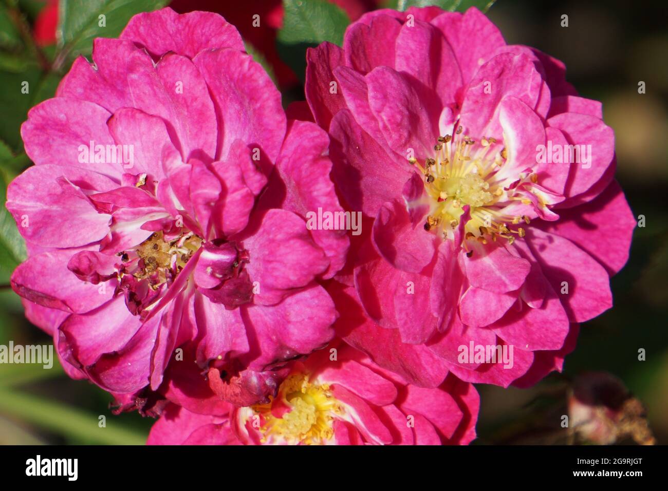 Beautiful pink Damask roses in sunbeams Stock Photo - Alamy