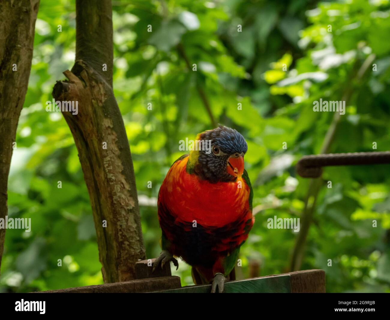 Australian native bird on flower hi-res stock photography and images ...