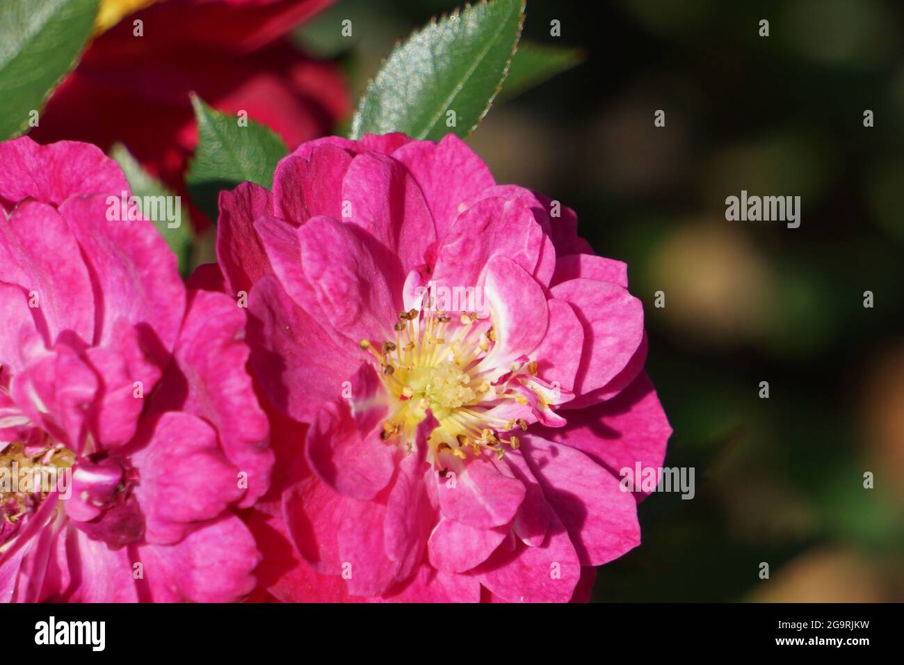 Extraordinary rose hi-res stock photography and images - Alamy