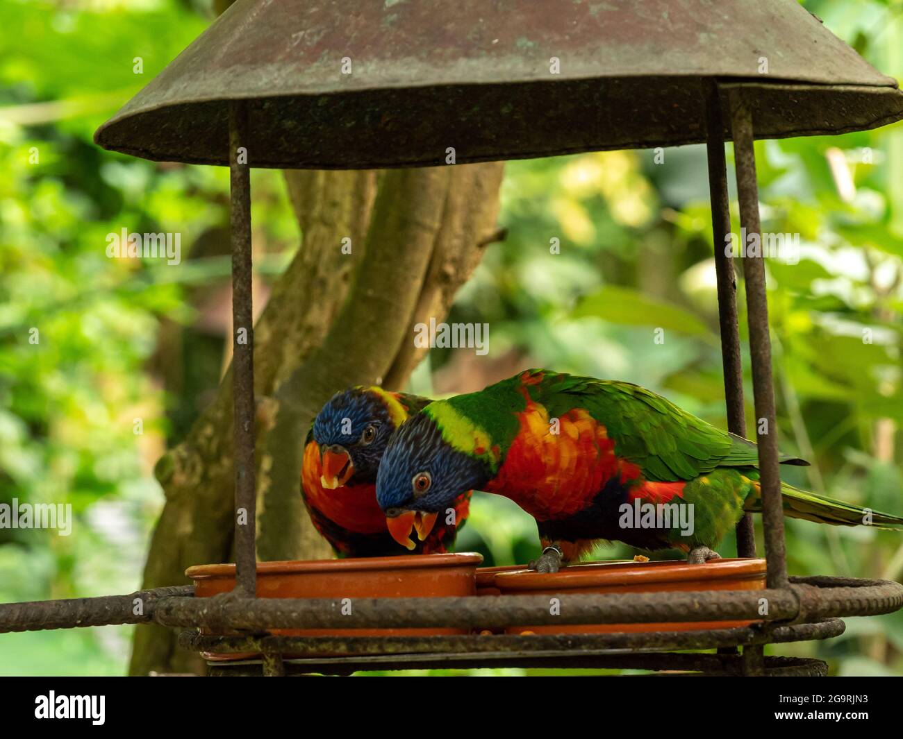 Rainbow Lorikeet (Trichoglossus moluccanus), a native parrot from ...