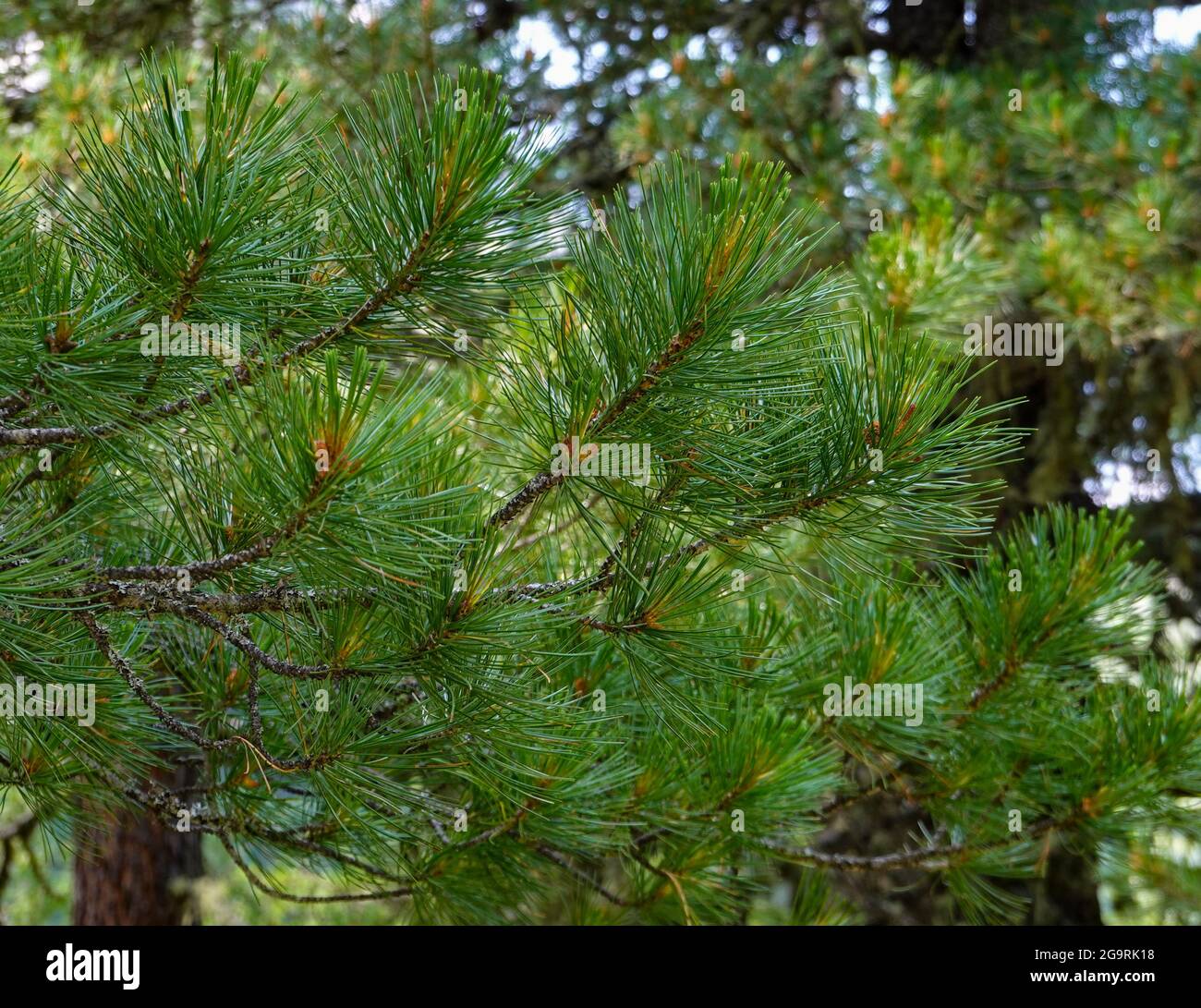 Zirbe hi-res stock photography and images - Alamy