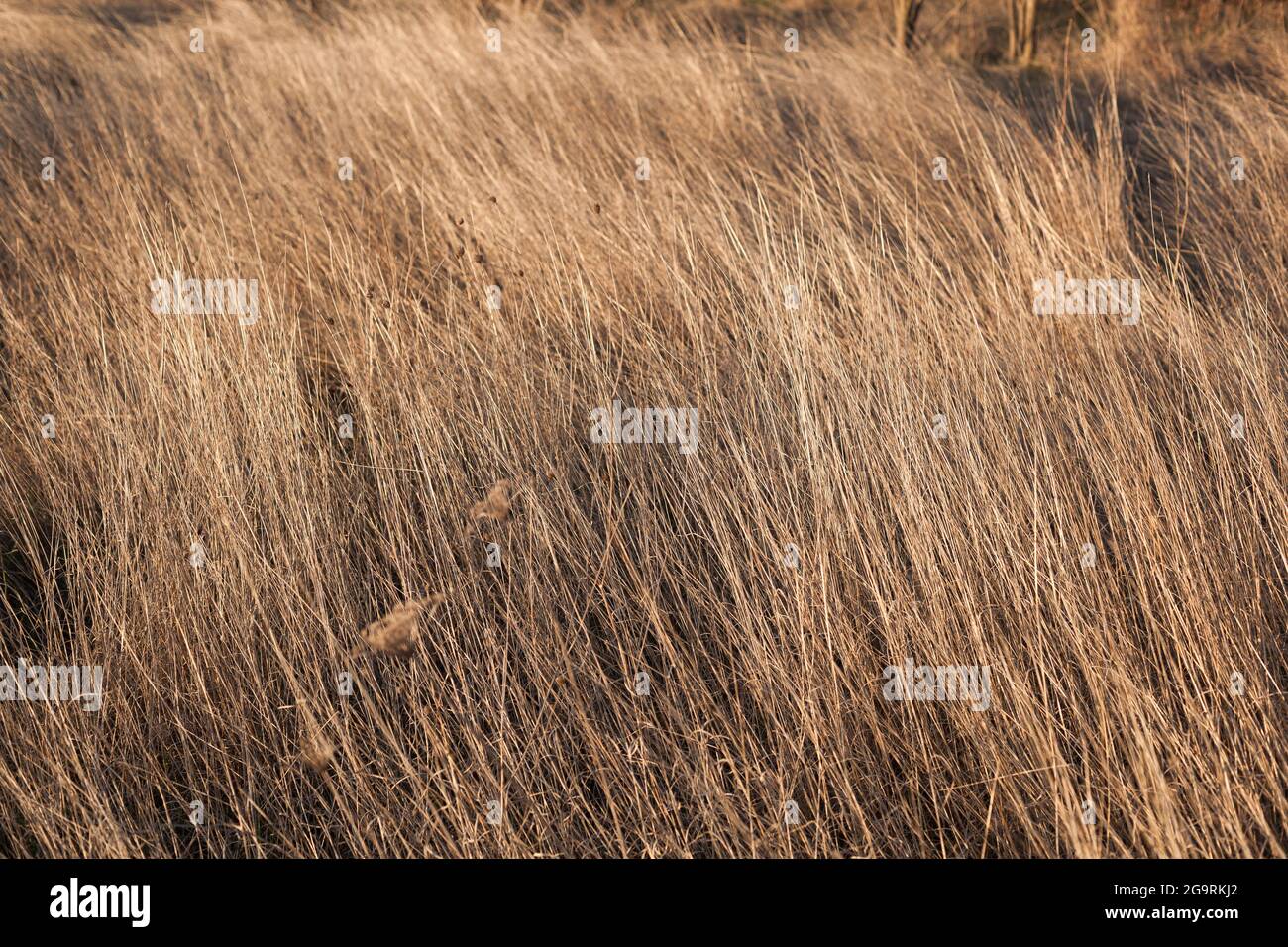 Plant of dry grassland hi-res stock photography and images - Alamy